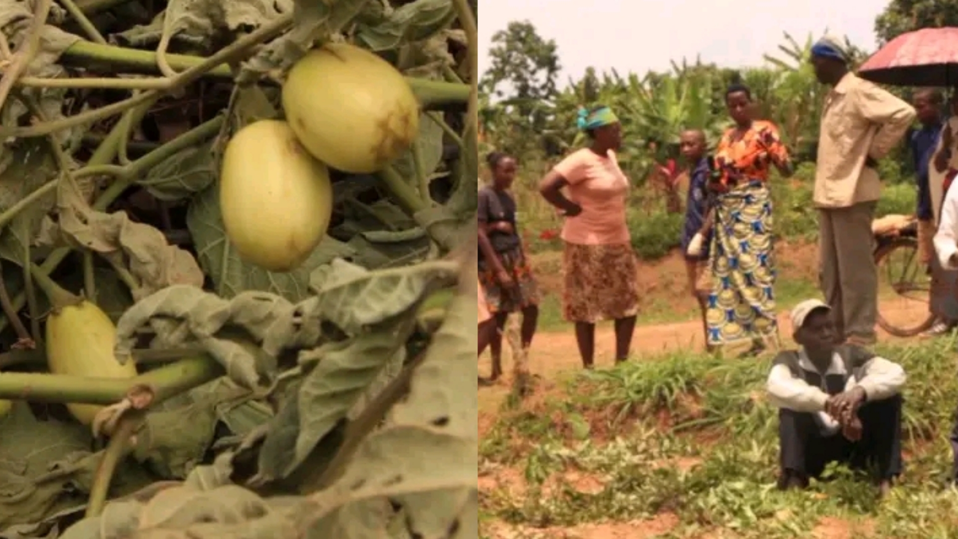 Umuturage yabyutse atungurwa no gusanga umurima we w'intoryi bagiyemo ...